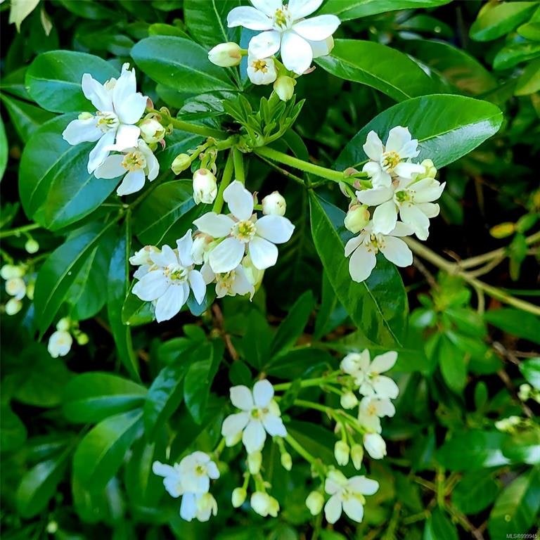 For Sale: 3960 Bovanis Road, Bowser/Deep Bay, BC - REW