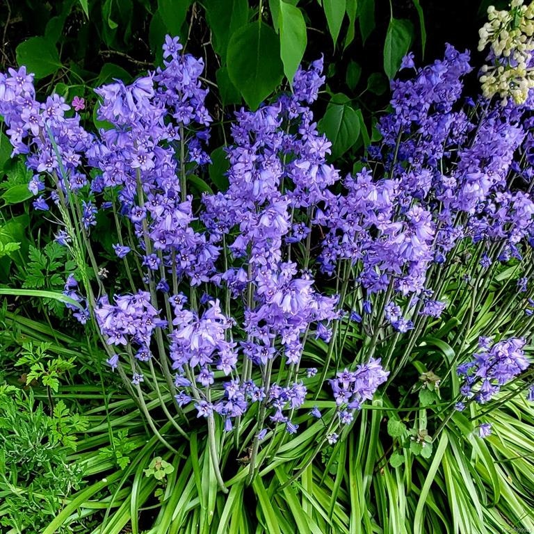 For Sale: 3960 Bovanis Road, Bowser/Deep Bay, BC - REW